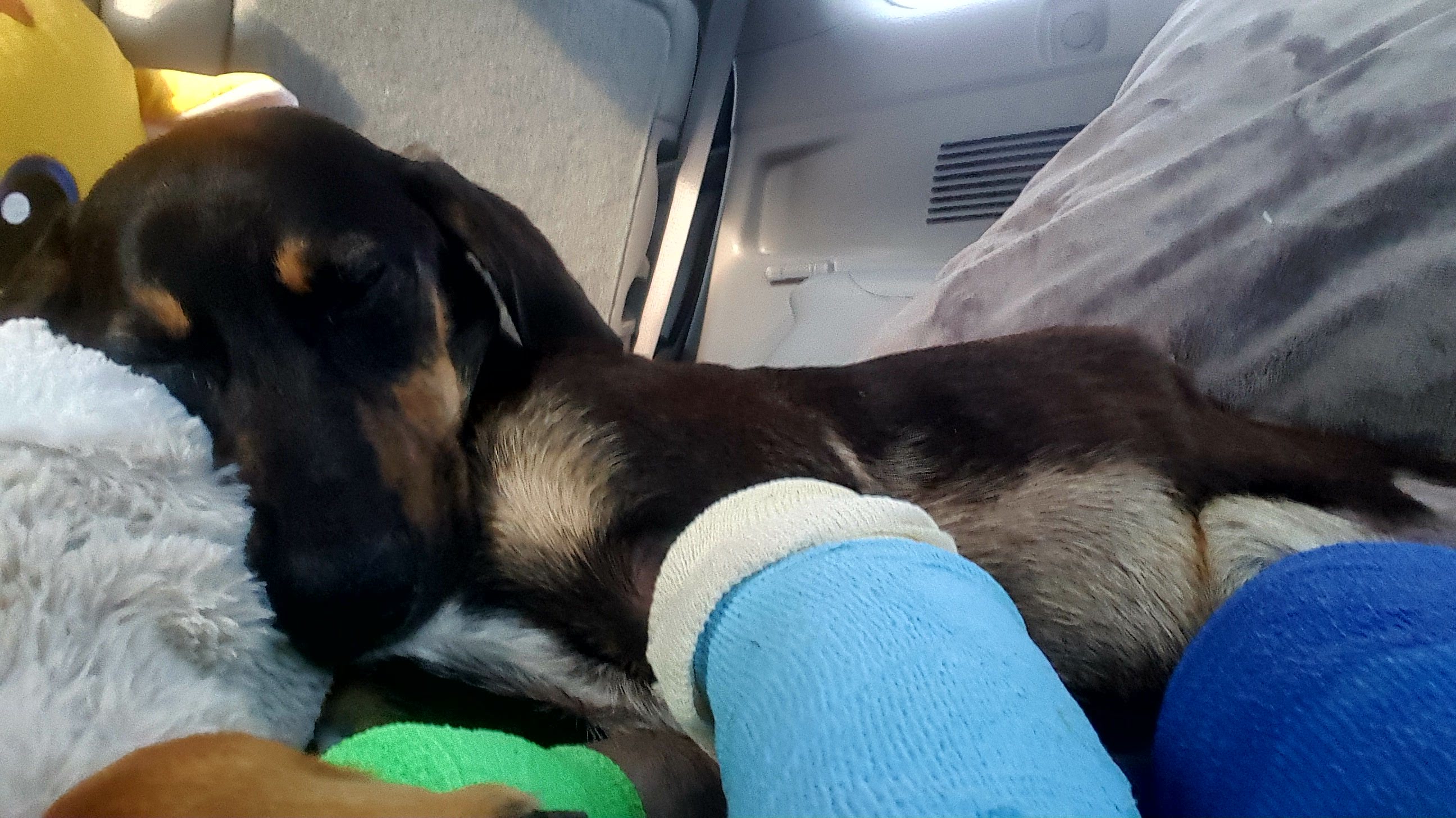 Trinity: Foster Home – K9EI Rescue