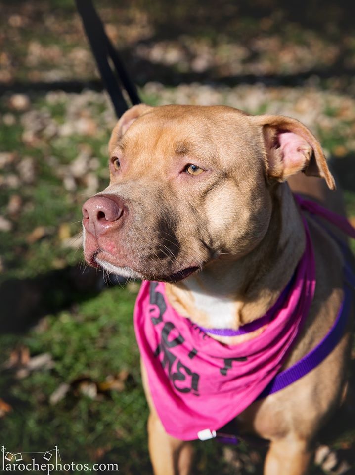 What we mean by “Fear Free, Force Free”, Positive Reinforcement ...