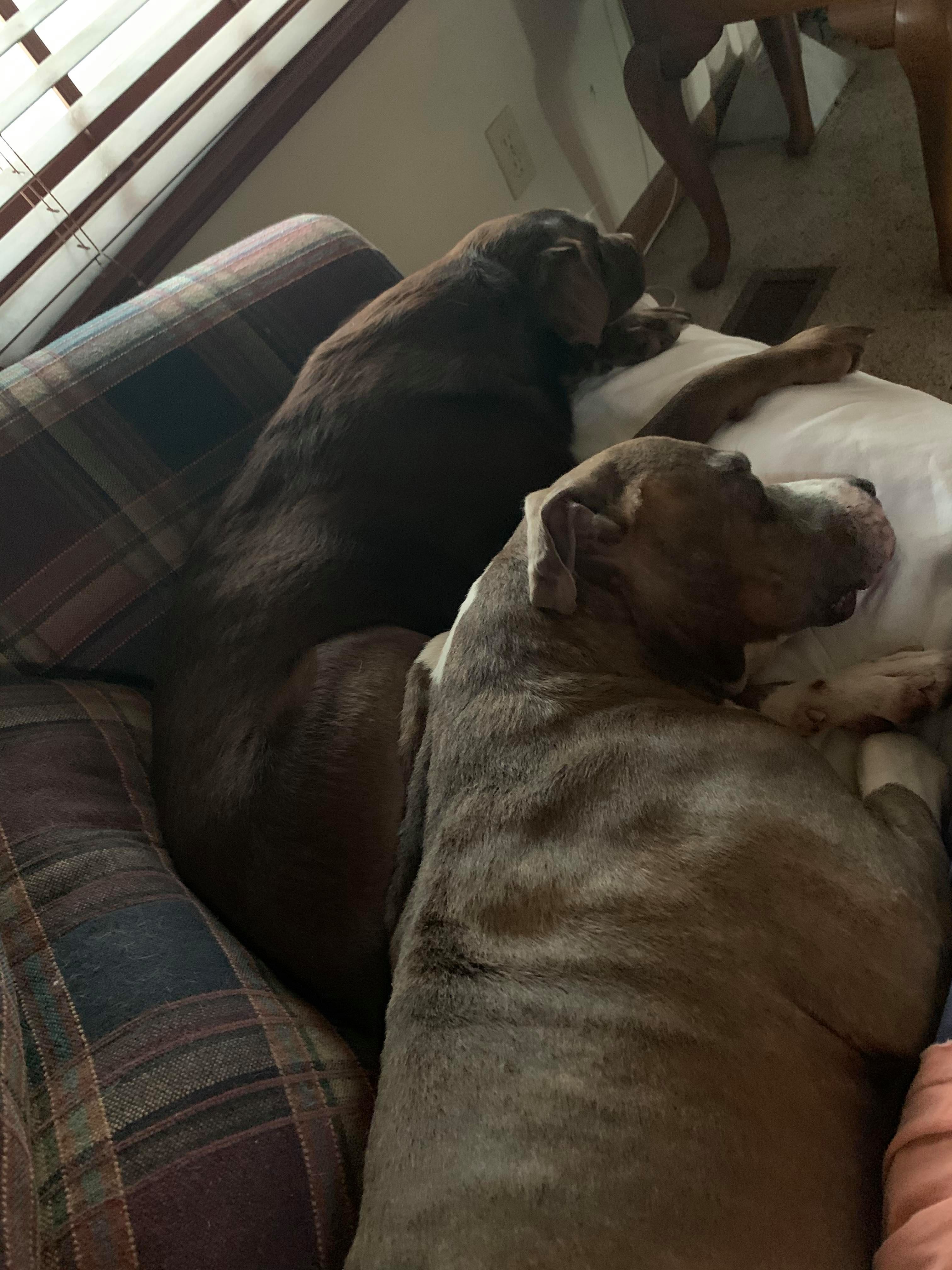 Incoming Dogs Available for Fostering or Fostering to Adopt (October ...